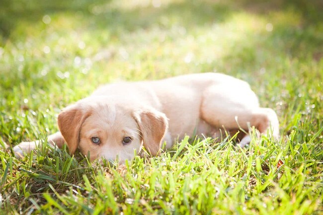 Alpine Commons Rentals - Amherst, MA | Apartments.com