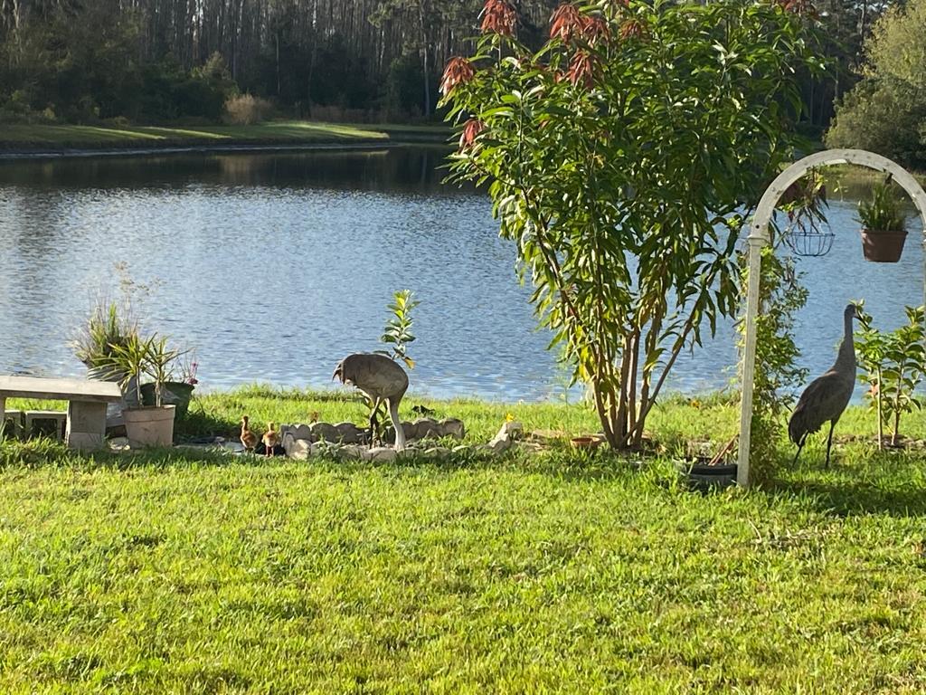 20259 Merry Oak Ave, Tampa, FL 33647 - House Rental in Tampa, FL ...