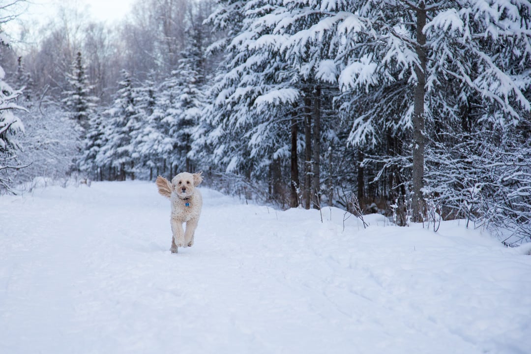 Is Abbott Loop a Good Place To Live in Anchorage AK? - Neighborhood ...