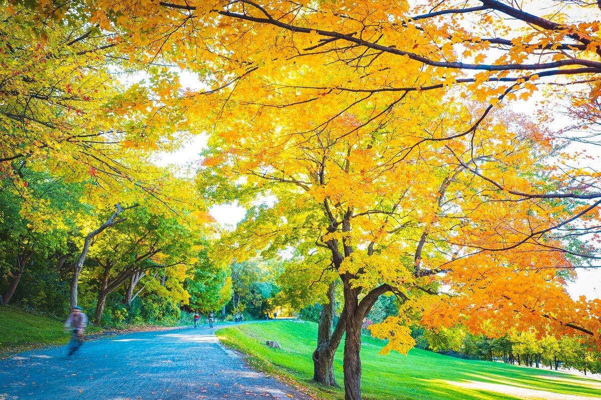 Moving to Mt Royal? Cost of Living, Best Neighborhoods & What to Expect ...