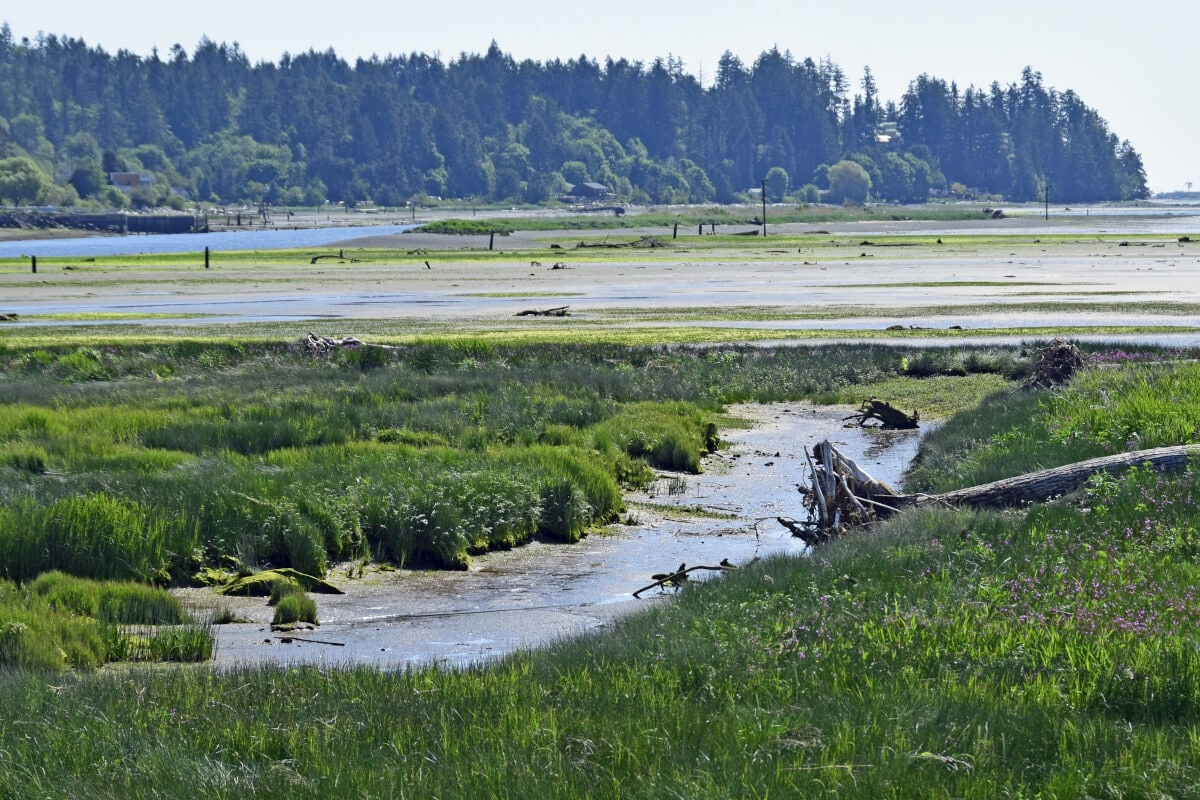 Moving to Courtenay? Cost of Living, Best Neighborhoods & What to ...
