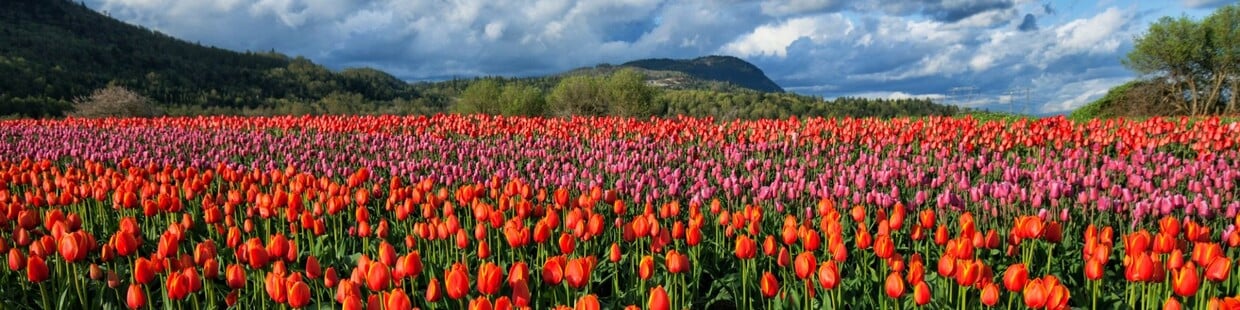 Moving to Abbotsford? Cost of Living, Best Neighborhoods & What to ...