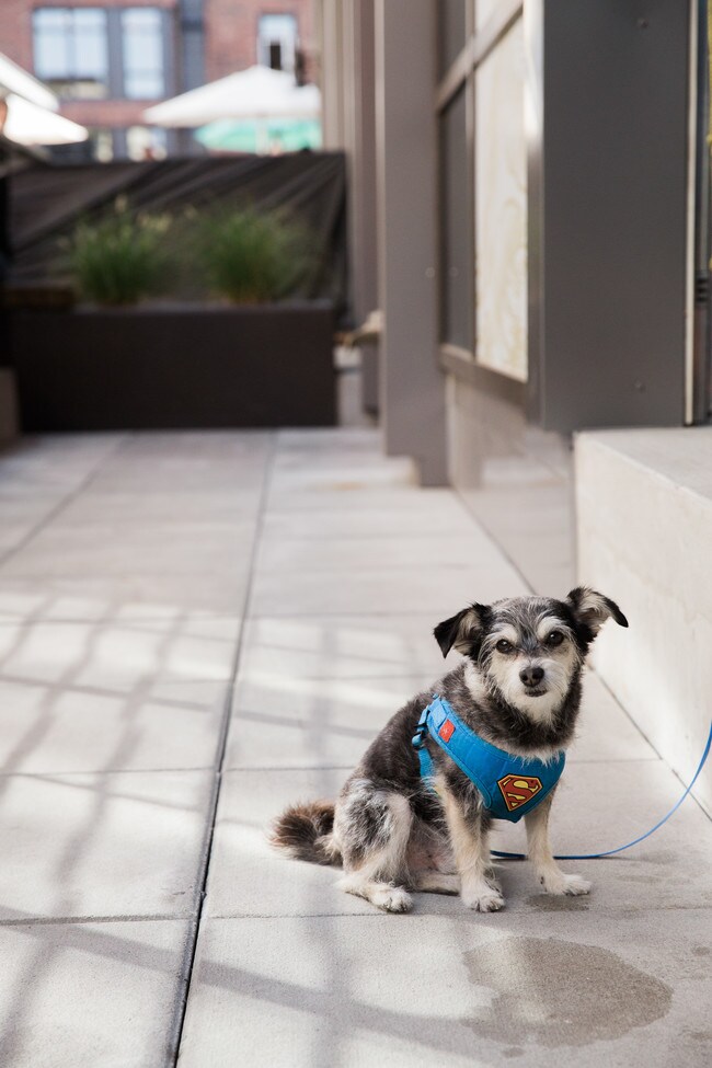 Goat Blocks Rentals - Portland, OR | Apartments.com